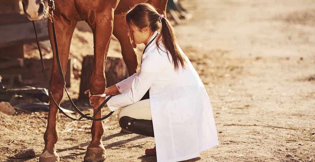 Diagnosing and treating splints in horses – StreamZ (USA)