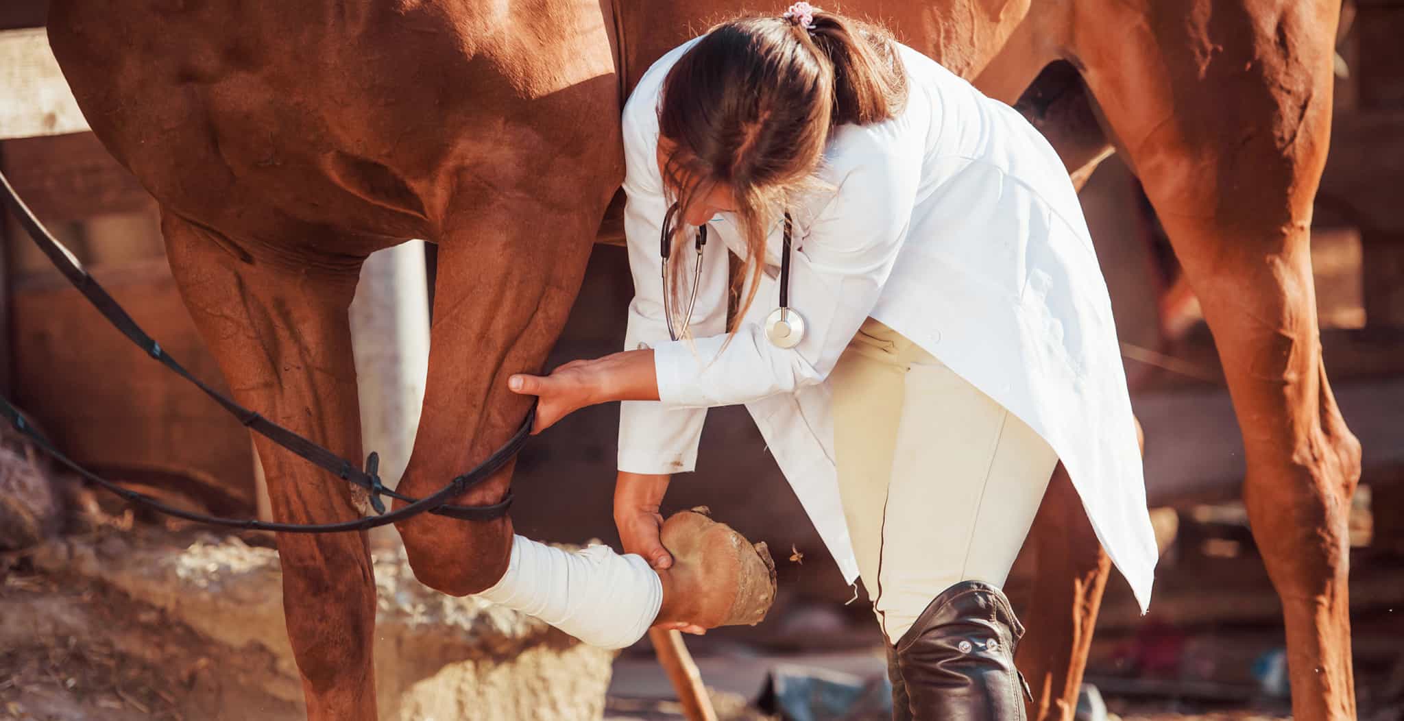 Ringbone in horses | Symptoms, Causes and Treatments – StreamZ (USA)